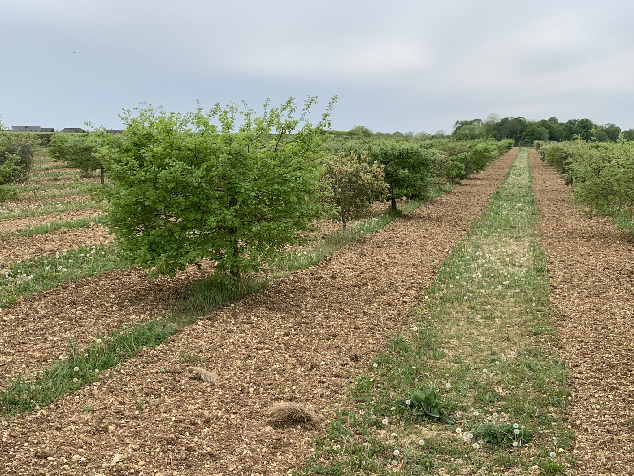 Les truffières de Berry 3 Sens