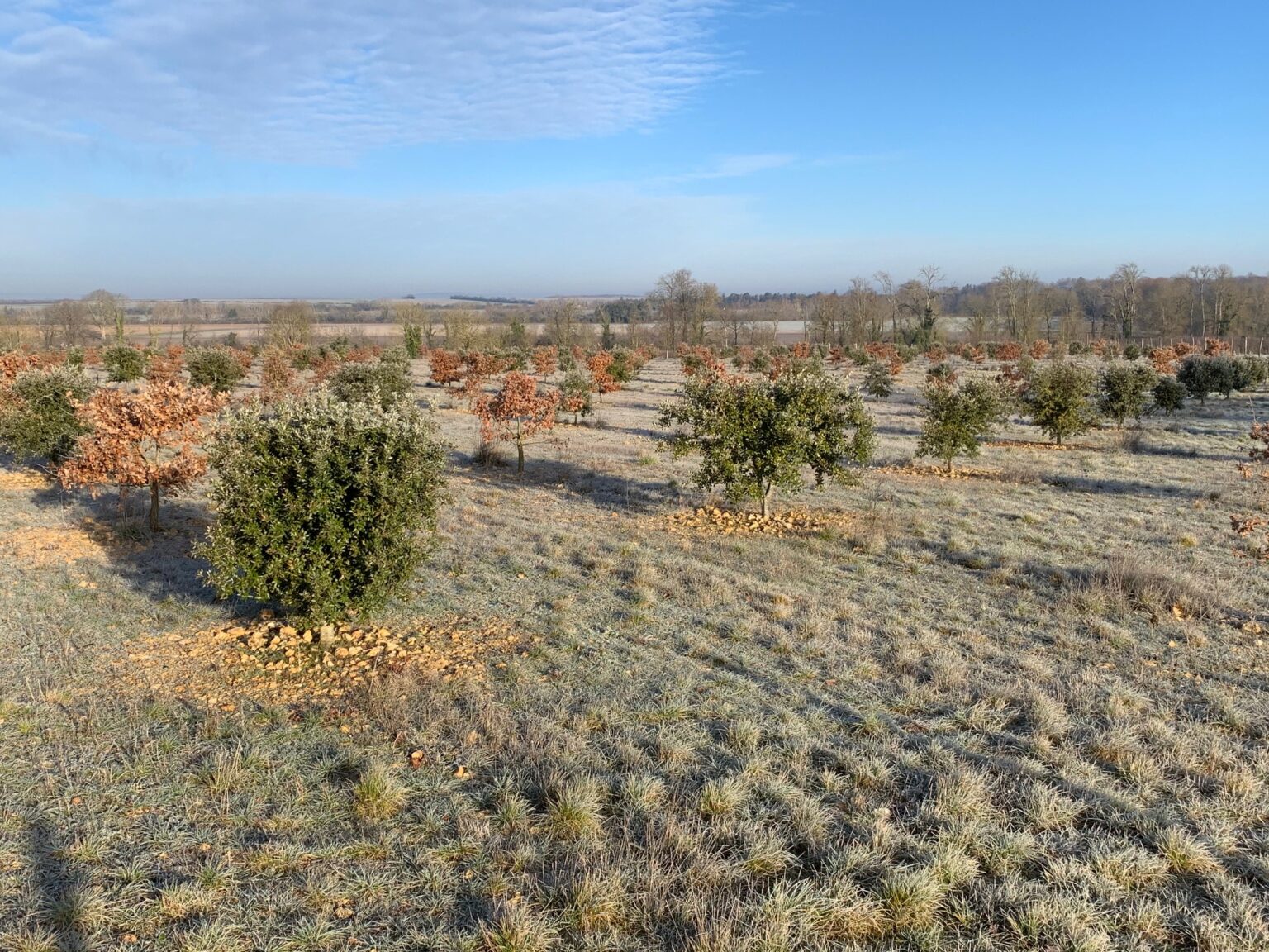 Les truffières de Berry 3 Sens